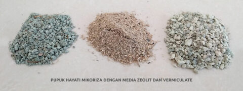 Bagaimana Cara Mikoriza Menginfeksi Akar Tanaman? | PT Anugerah Sarana ...