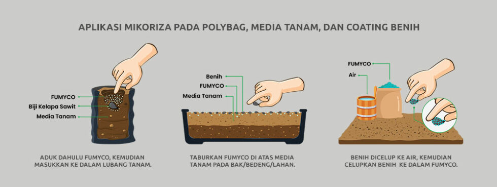 Bagaimana Cara Mikoriza Menginfeksi Akar Tanaman? | PT Anugerah Sarana ...