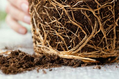 Bagaimana Cara Mikoriza Menginfeksi Akar Tanaman? | PT Anugerah Sarana ...