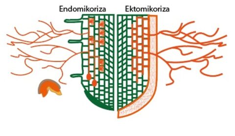 Mikoriza; Arti & Manfaatnya Bagi Tanaman | PT Anugerah Sarana Hayati