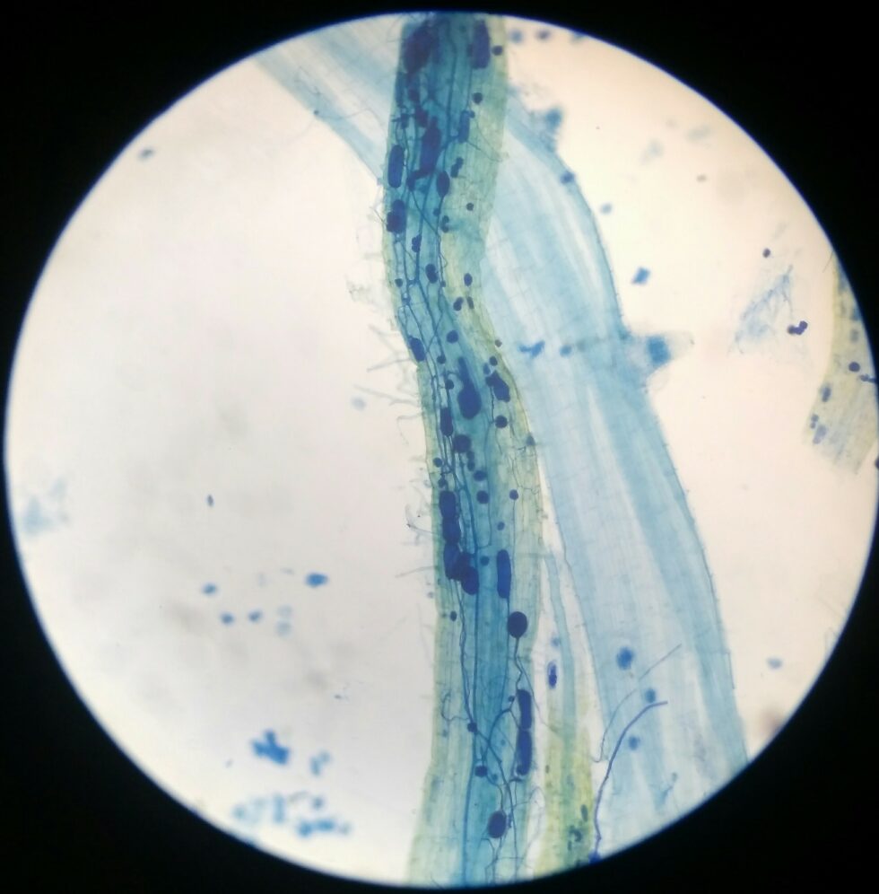 Mikoriza; Arti & Manfaatnya Bagi Tanaman | PT Anugerah Sarana Hayati