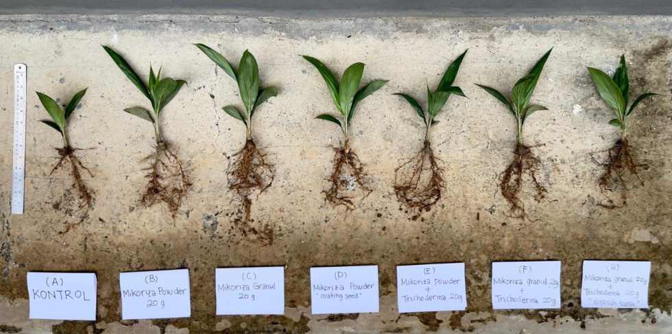 PT Anugerah Sarana Hayati | Agro Hayati Spesialis